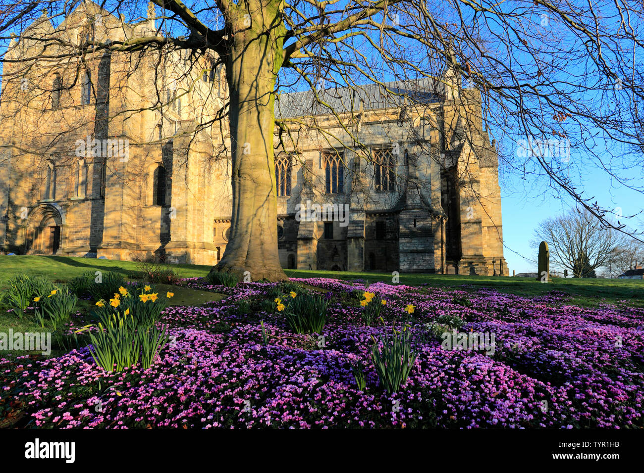 Spring flowers, Ripon Cathedral; Ripon town; North Yorkshire; England ...