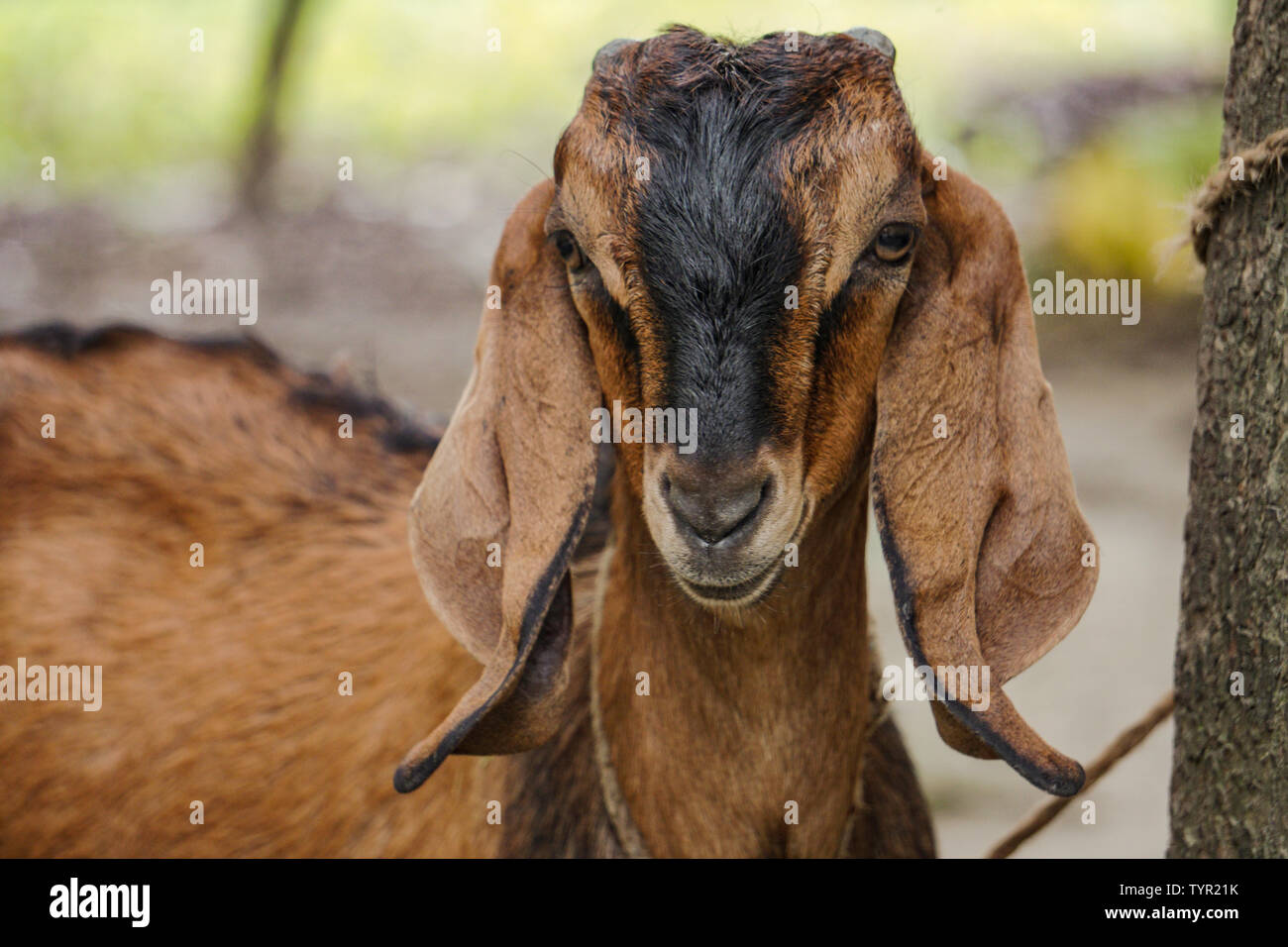 curious young Goat, with large ears perked and alert in Bangladeshi ...