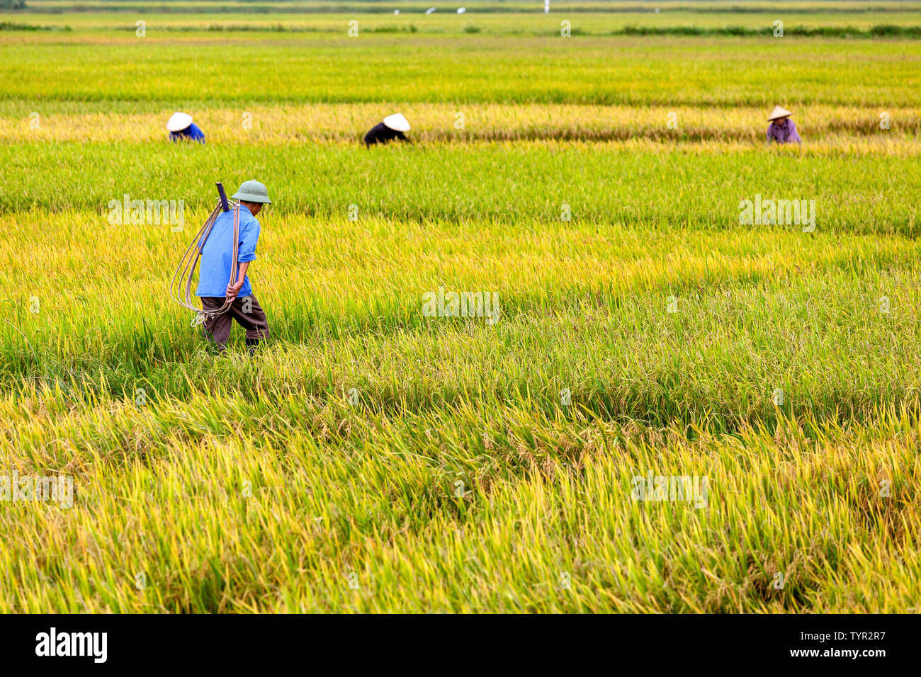 Man carrying rice paddy field hi-res stock photography and images - Alamy