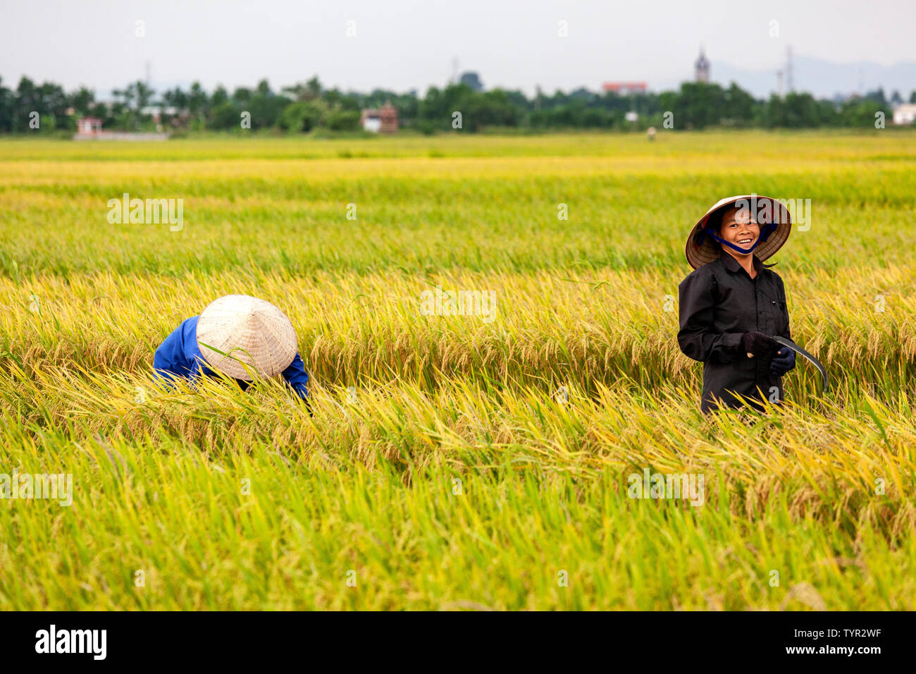 Women working on rice fields in the lowlands between Hanoi and the ...