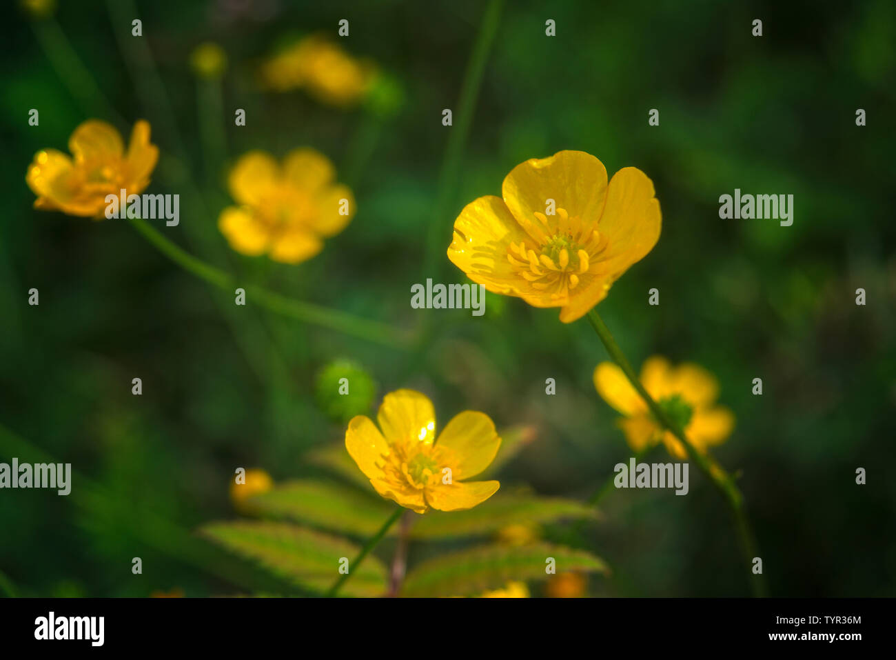 Yellow flower of Ranunculus acris on green grass background on sunny ...