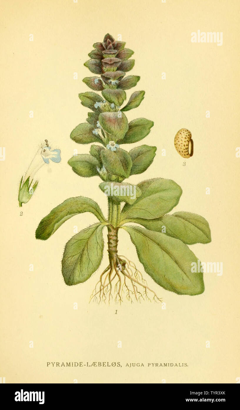 Beautiful vintage hand drawn illustrations of plants and flowers from ...