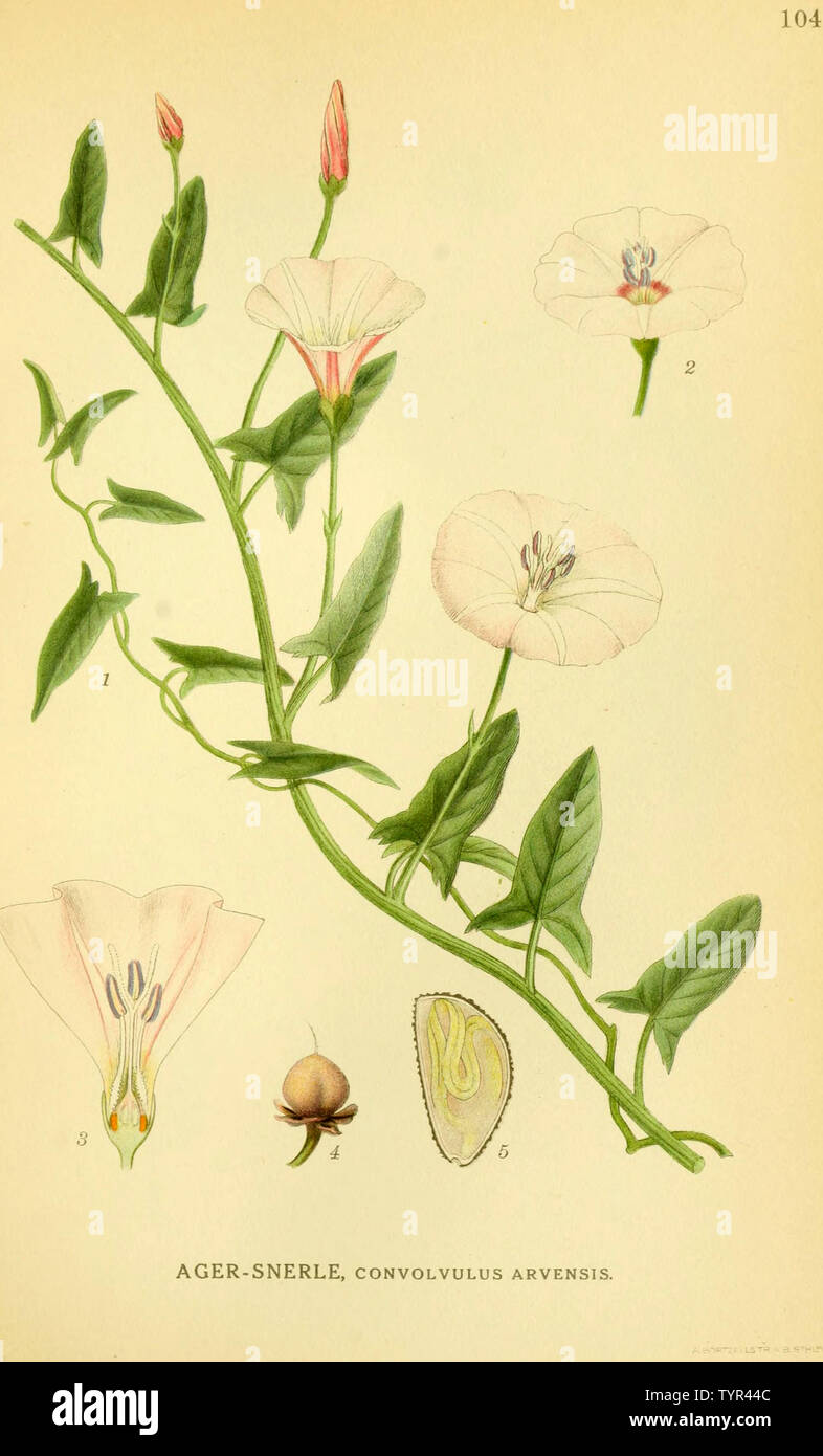 Beautiful vintage hand drawn illustrations of plants and flowers from ...