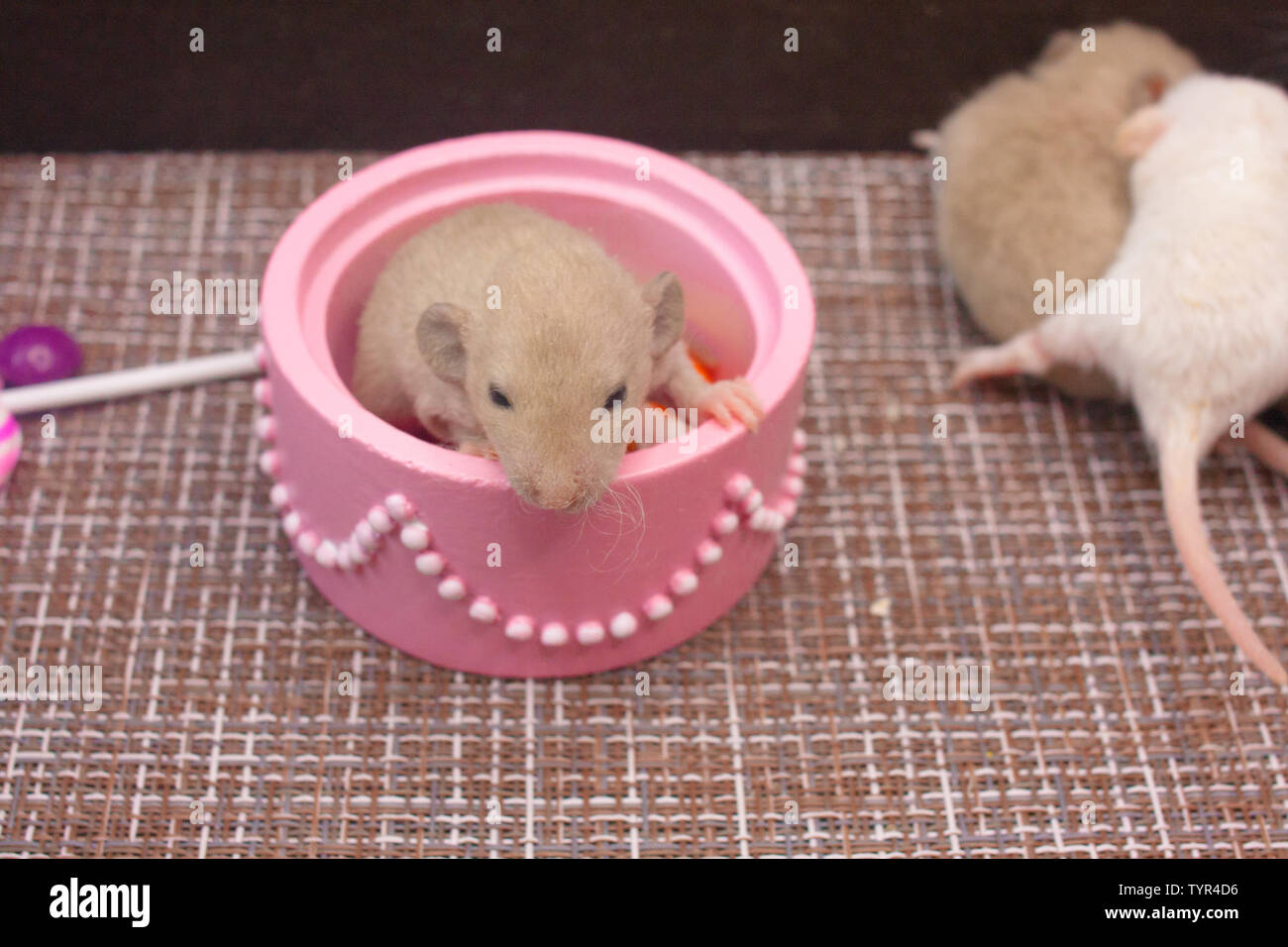 The rat is sitting in a pink box. The mouse is in the box Stock Photo ...