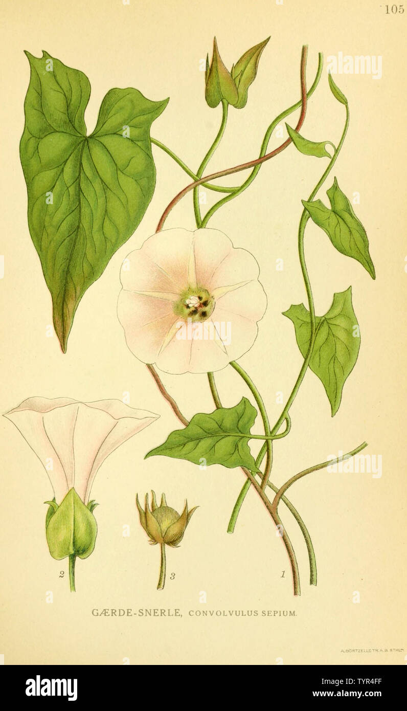 Beautiful vintage hand drawn illustrations of plants and flowers from ...