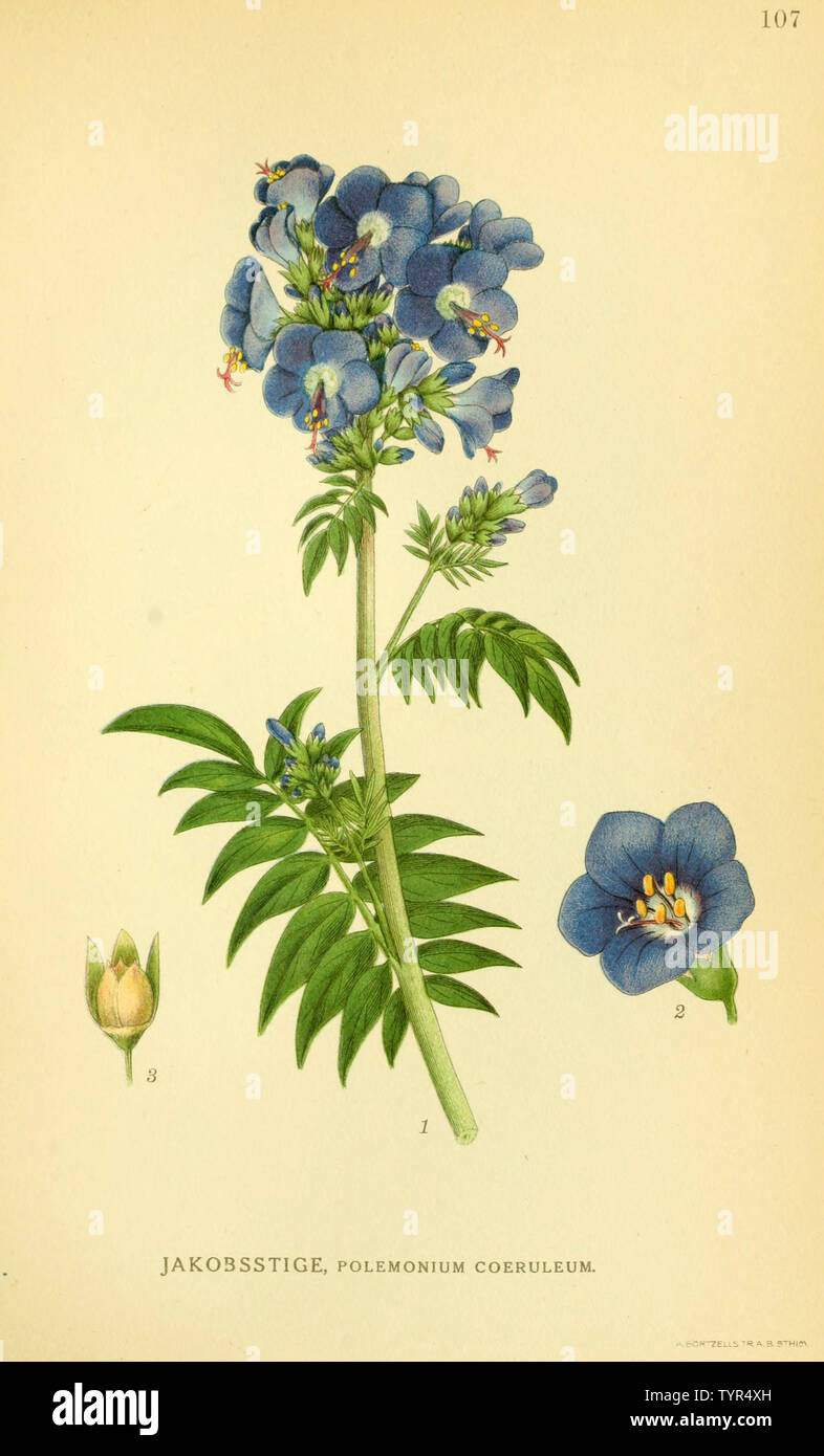 Beautiful vintage hand drawn illustrations of plants and flowers from ...