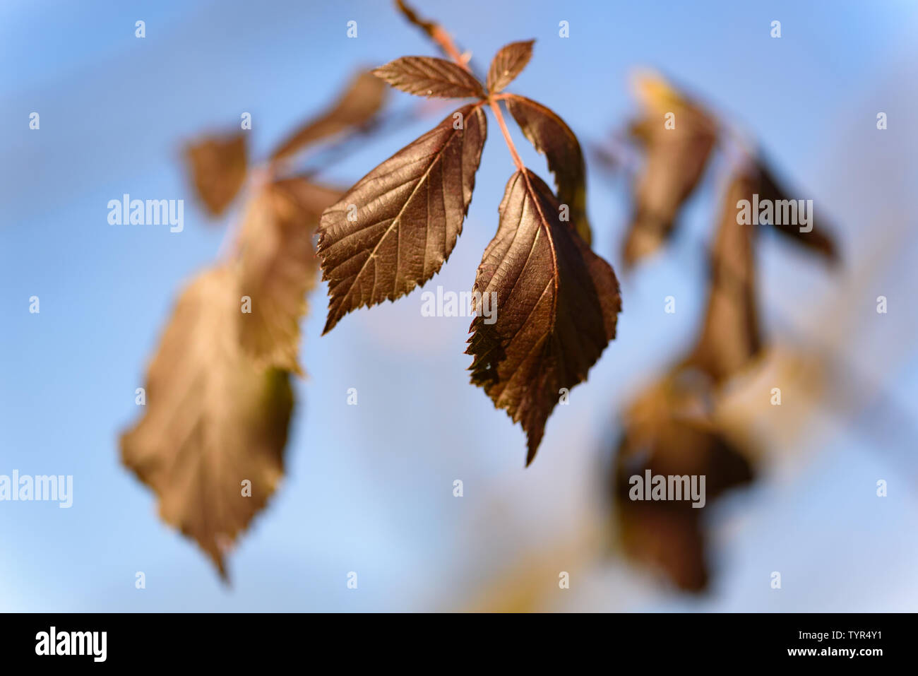 Brown dry leafs in forest spring Stock Photo - Alamy