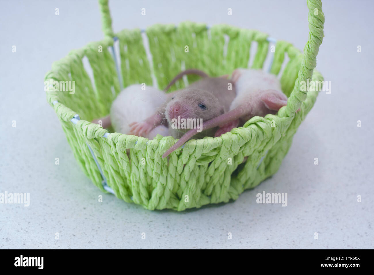 The concept of offspring. Newborn baby rats lie in a green basket Stock ...