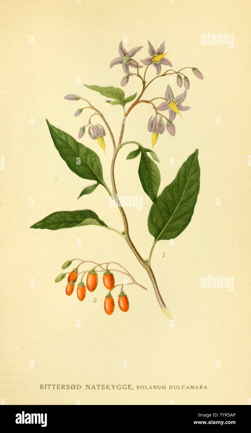 Beautiful vintage hand drawn illustrations of plants and flowers from ...