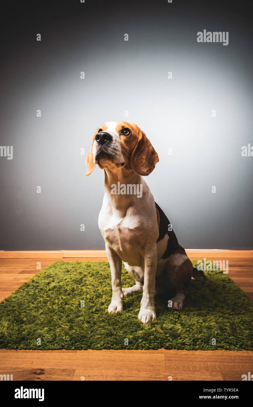 Beagle dog on a grey background sitting on a green rug looking left ...