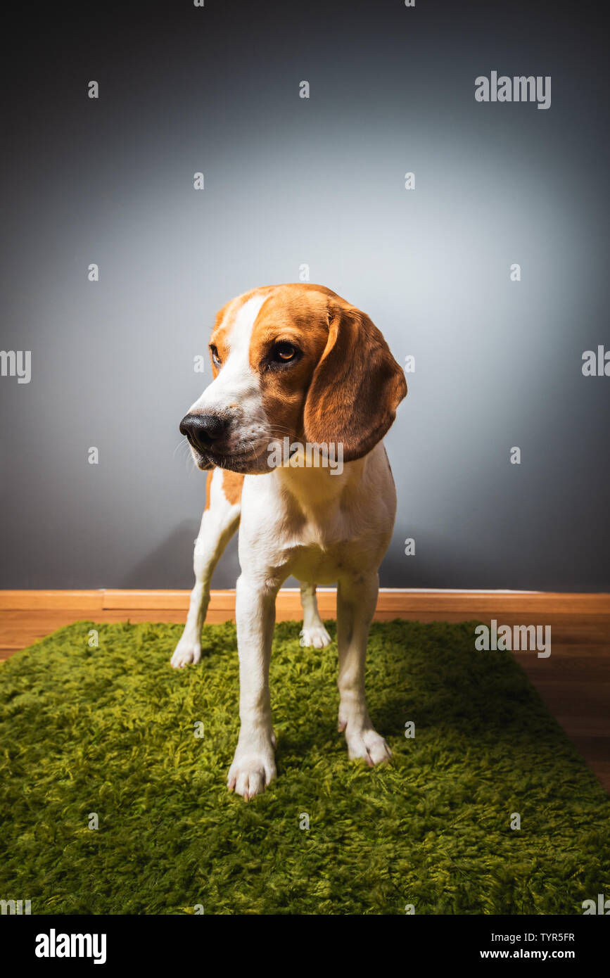 Beagle dog on a grey background standing on a green rug looking left ...