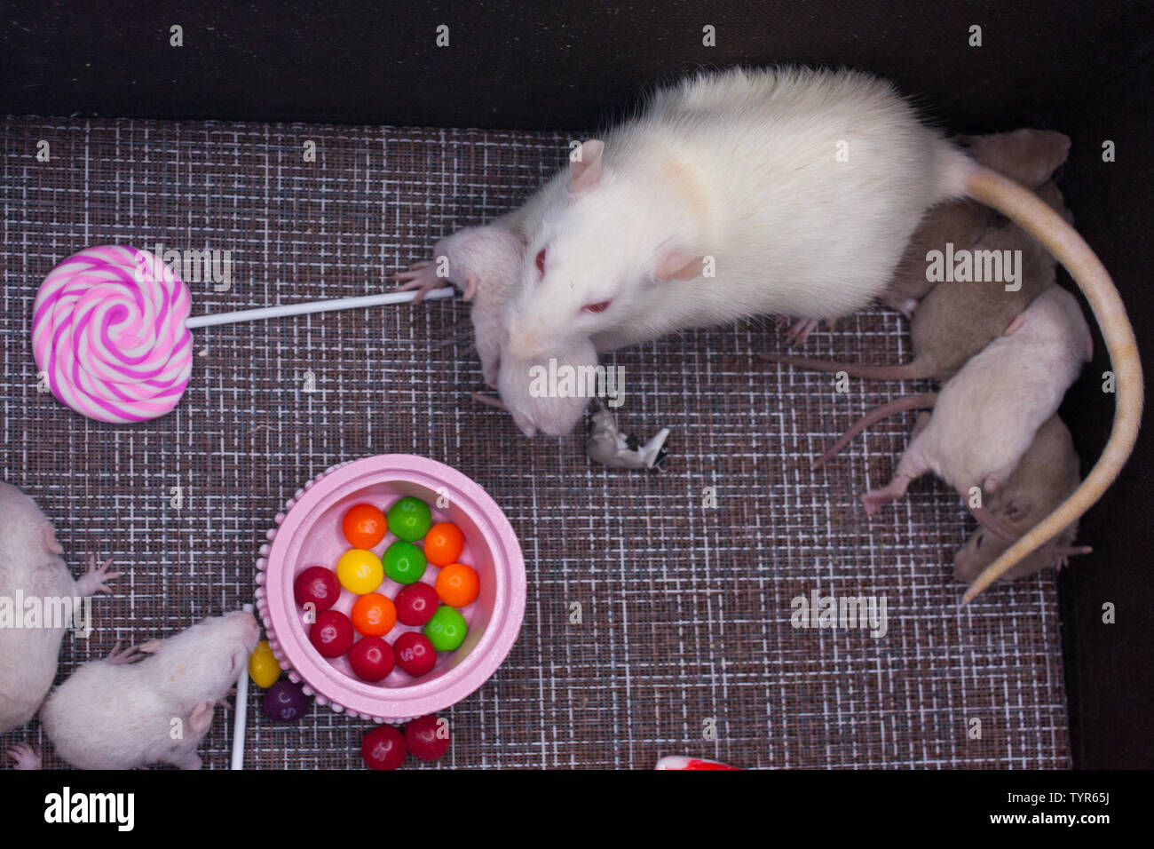 The concept of a happy family. Mother mouse takes care of her cubs ...