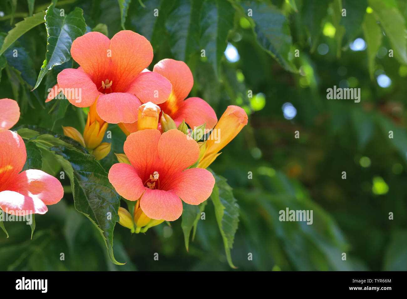 Beautiful red flowers Stock Photo - Alamy
