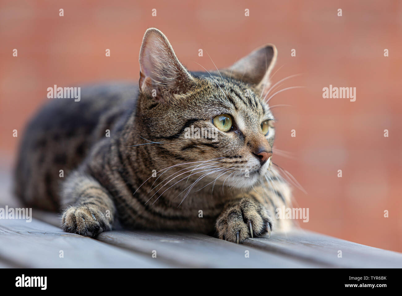 Tiger kittens hi-res stock photography and images - Alamy