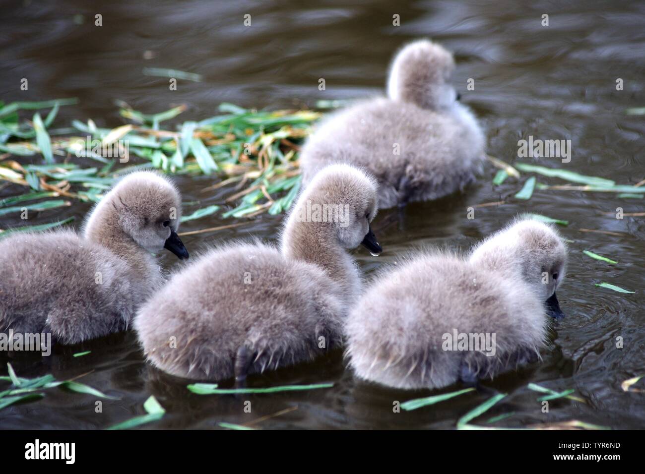 Swans Hatching High Resolution Stock Photography and Images - Alamy