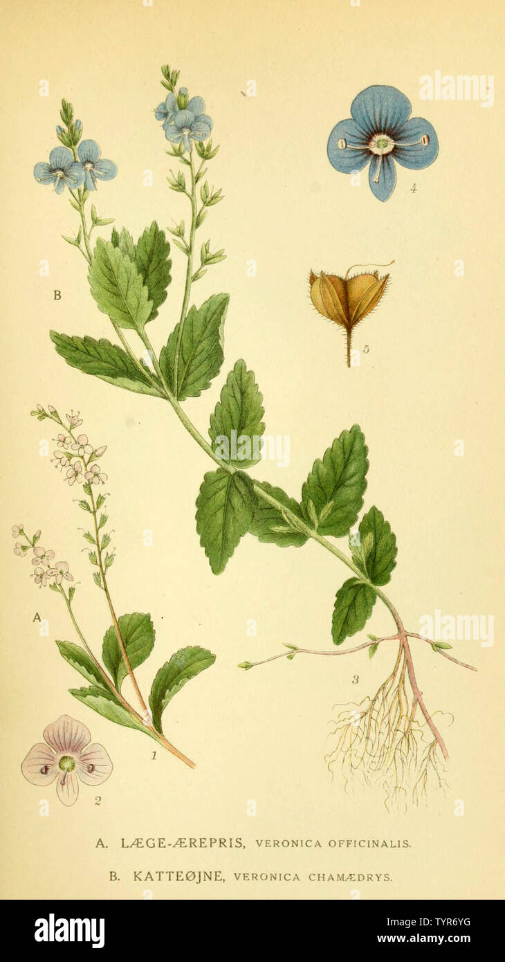 Beautiful vintage hand drawn illustrations of plants and flowers from ...