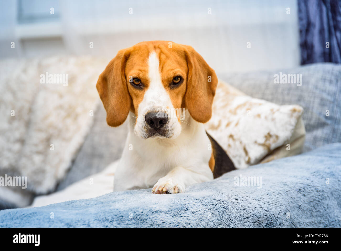 Beagle dog lie on a couch in living room with paws on hand-rest Stock ...