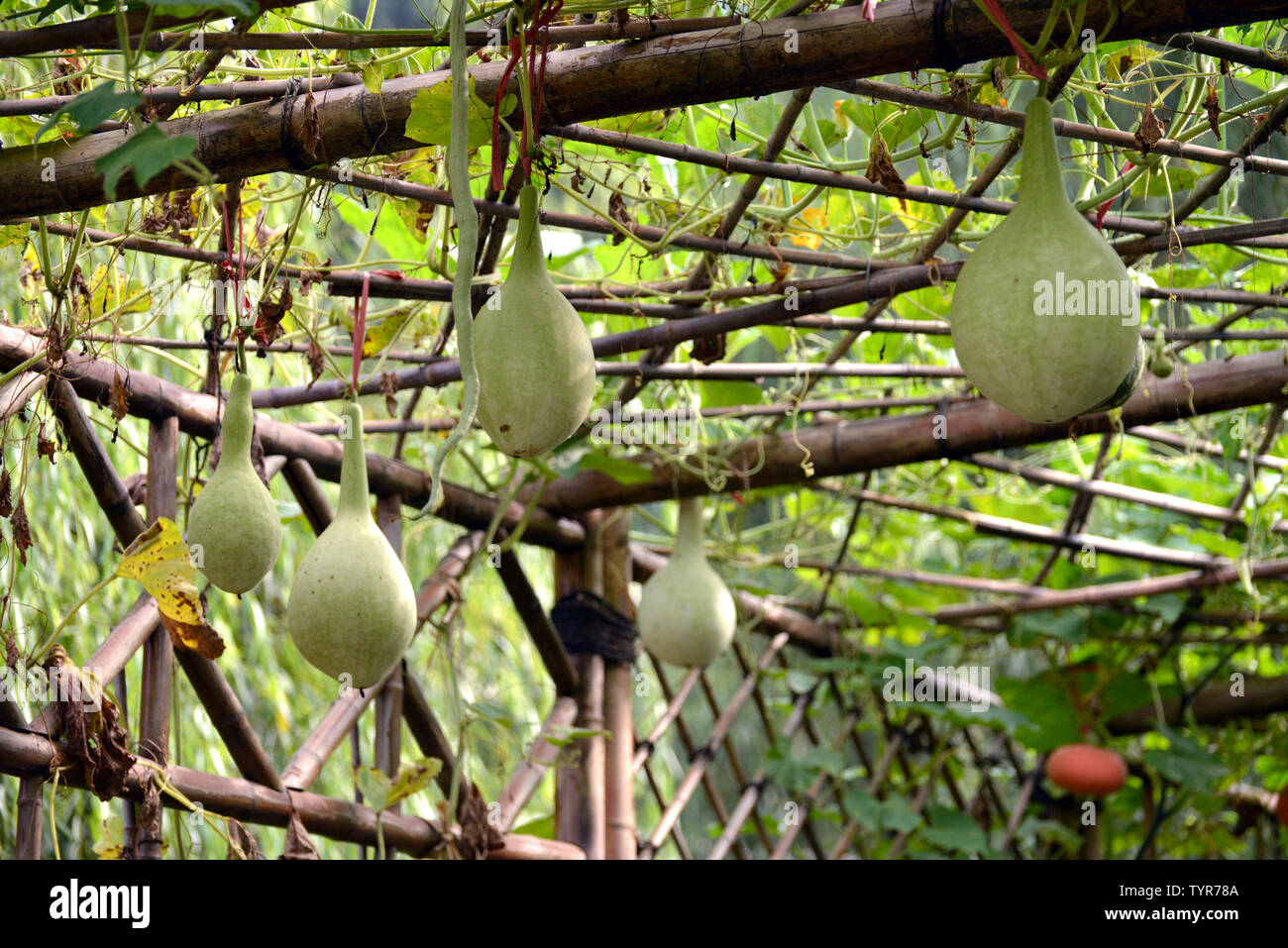 Country vegetable land Stock Photo - Alamy