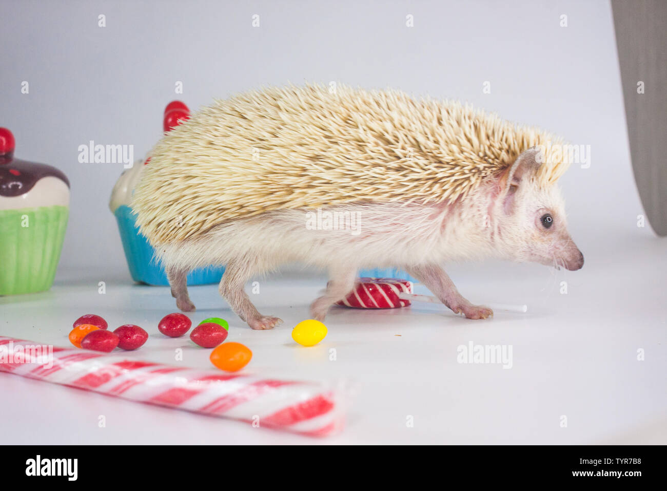 Little cute hedgehog on the background of sweets Stock Photo - Alamy