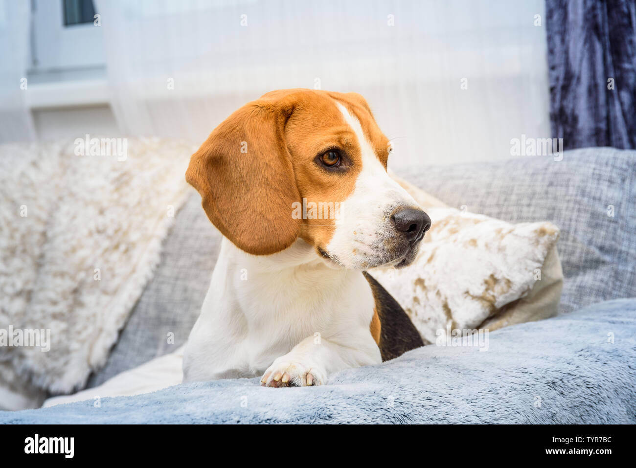 Dog lie on a couch in living room with paws on hand-rest Stock Photo ...