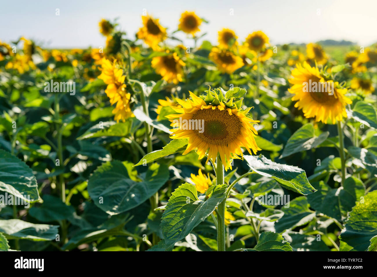 Beautiful blooming sunflowers hi-res stock photography and images - Alamy
