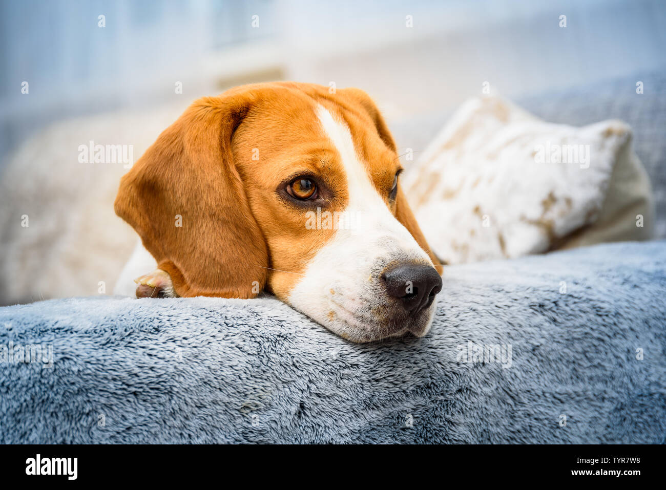 Beagle dog lie on a couch in living room with head on hand-rest ...