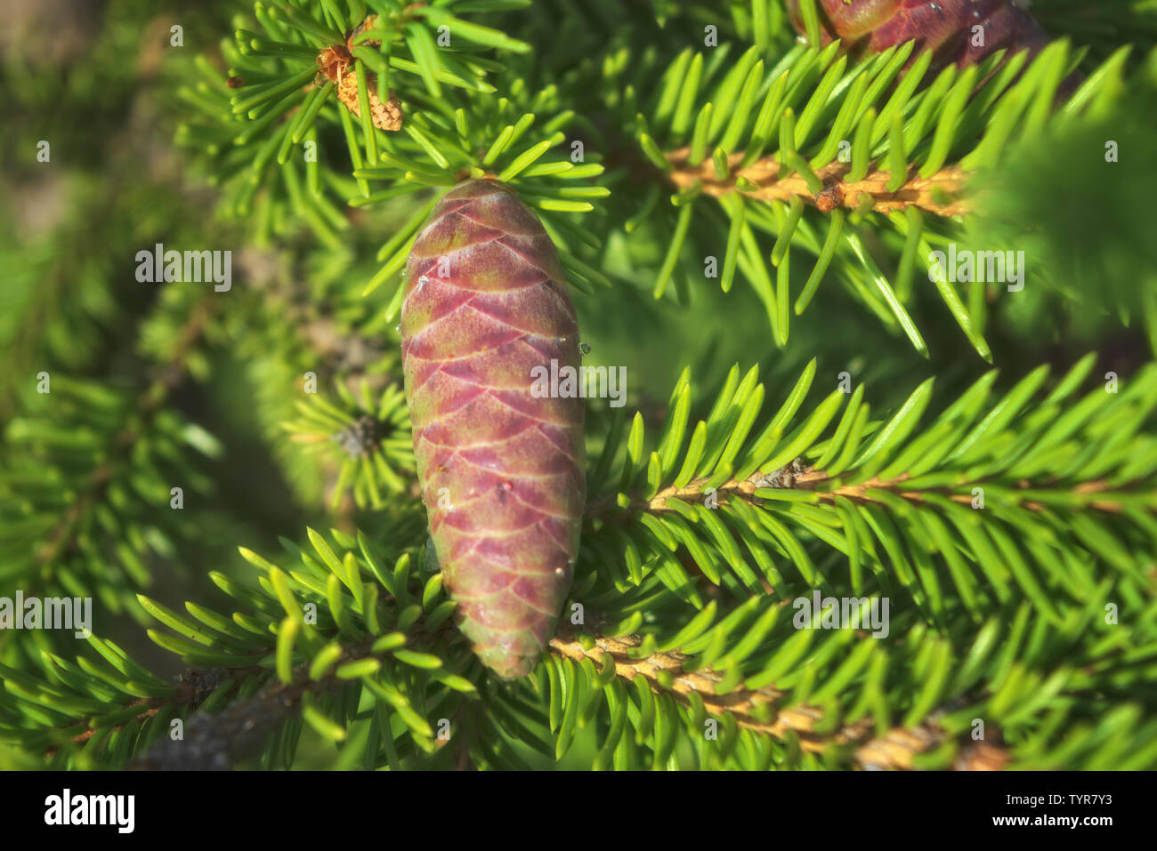 Young spruce shoots with cones on a blurred green background. Young ...