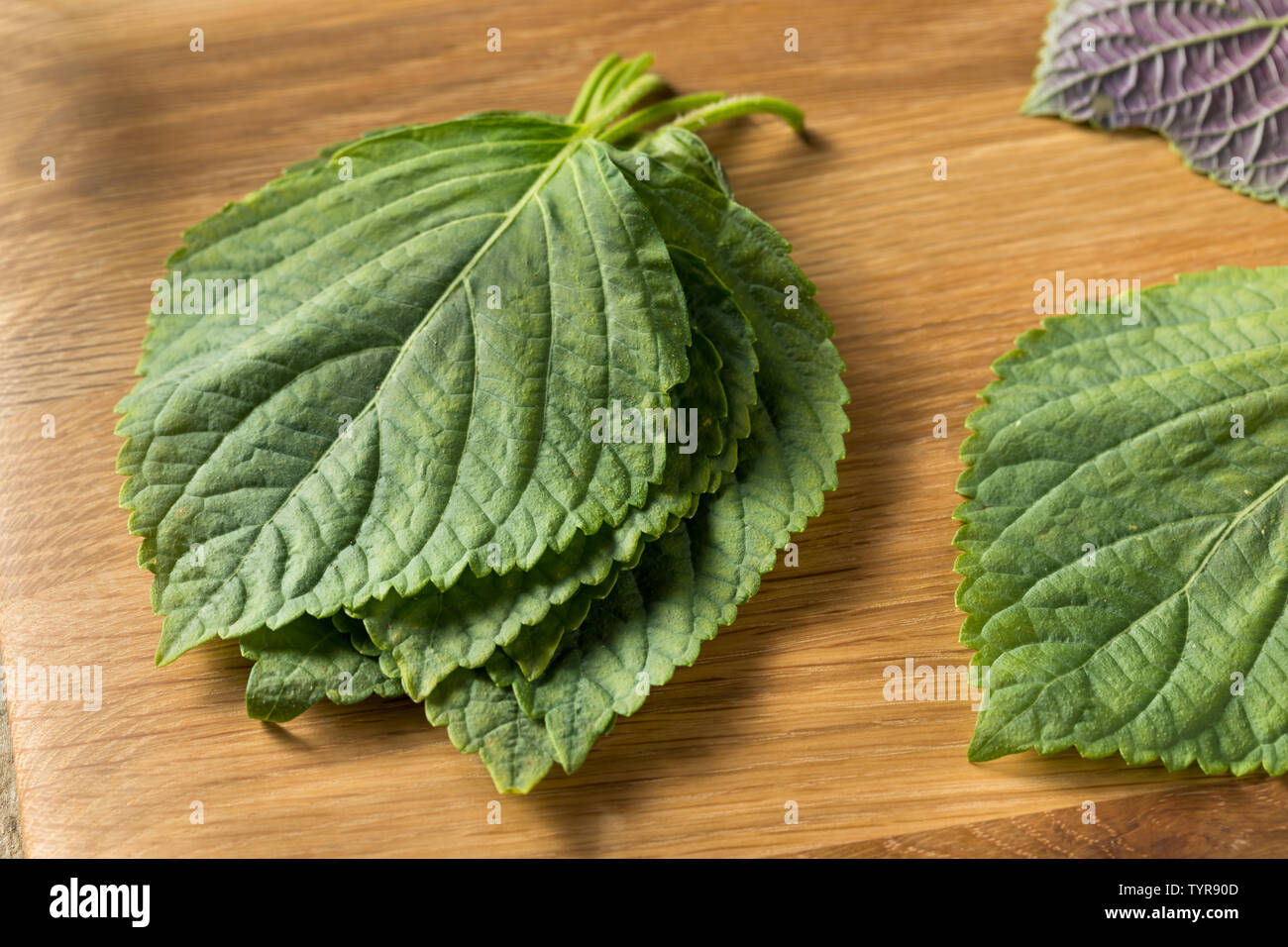 Raw Green Organic Perilla Sesame Leaves Ready to Cook Stock Photo - Alamy