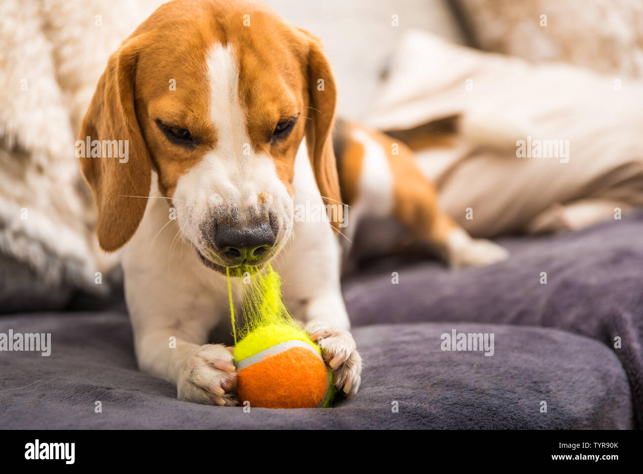 Beagle dog with a ball on a couch ripping toy apart Stock Photo - Alamy