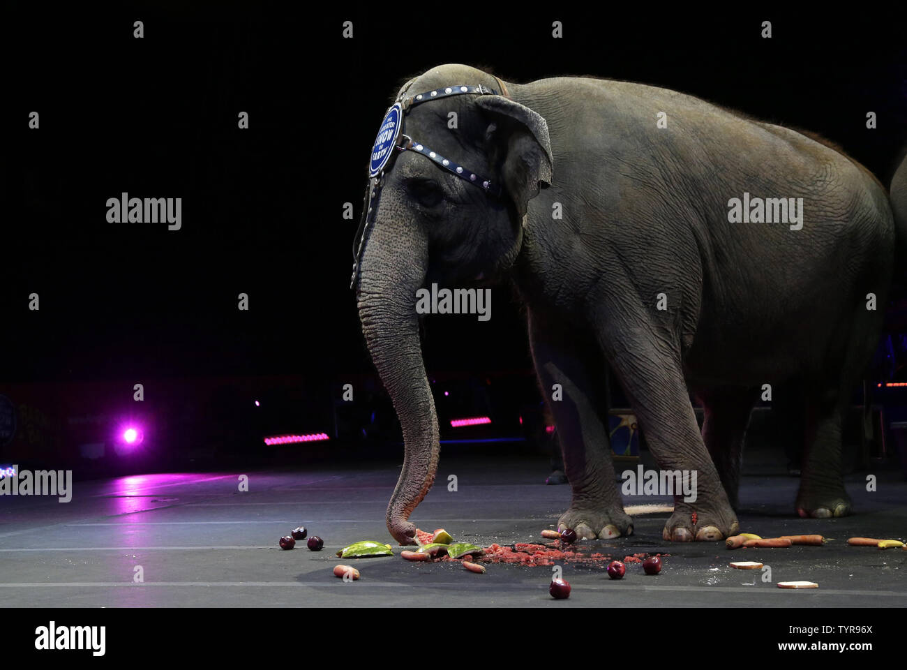 Asian elephants of Ringling Bros. and Barnum & Bailey Circus enjoy a ...