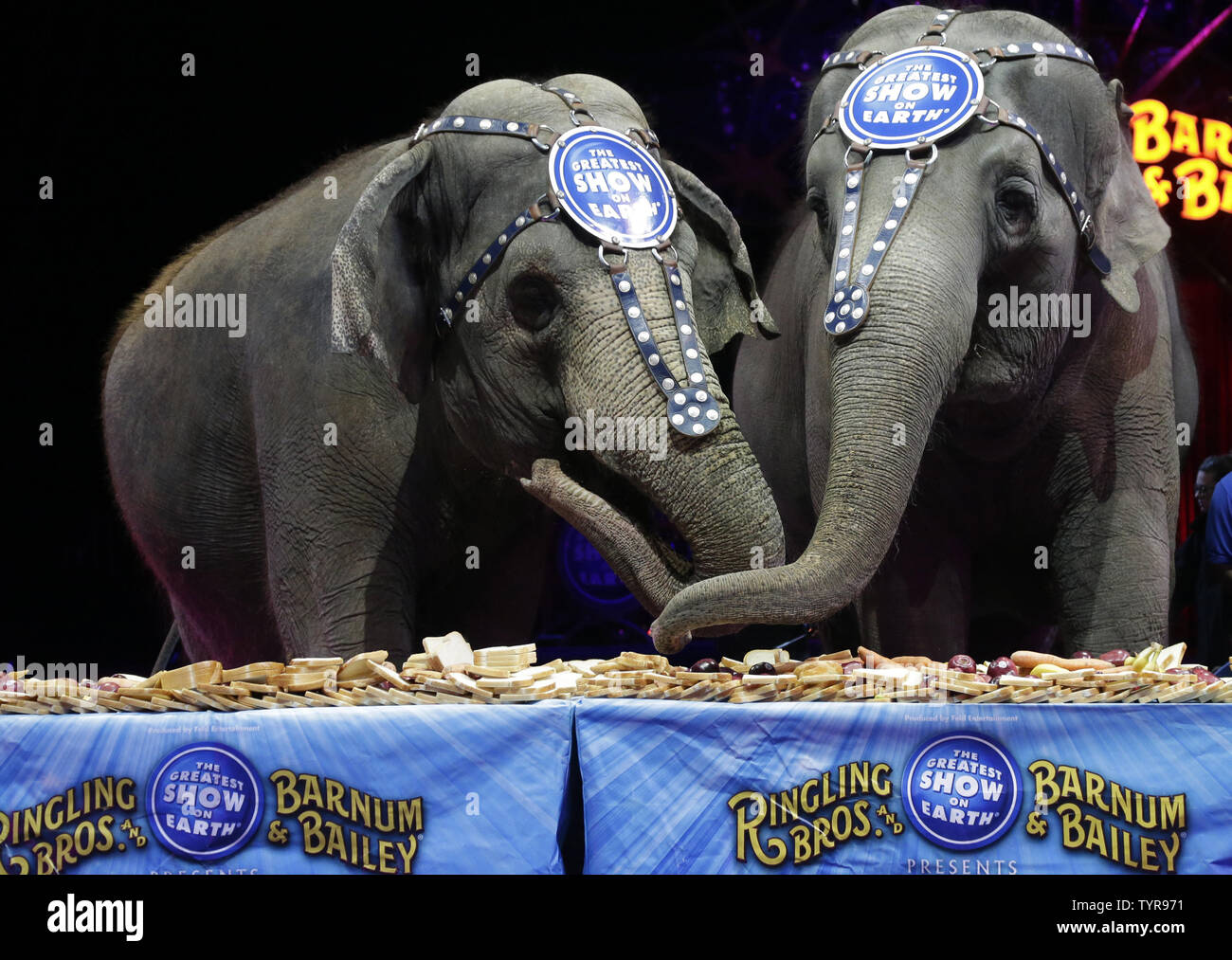Ringling Brothers Circus Elephants