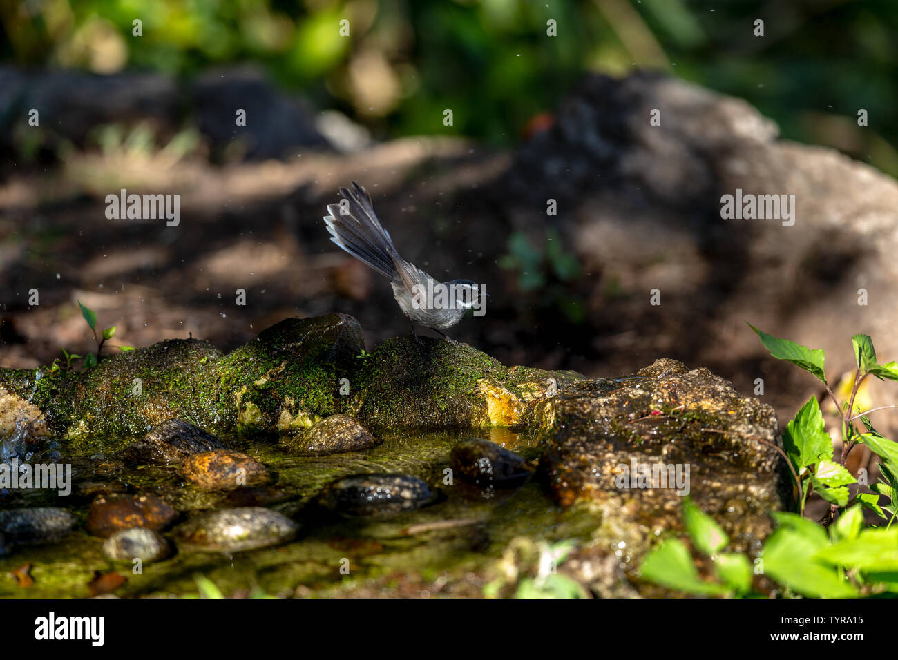 A diphtheria fan-tailed flycatcher foraging in the woods Stock Photo ...