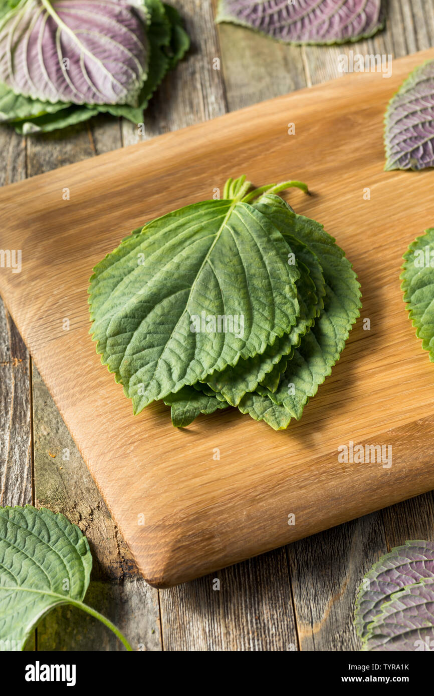Raw Green Organic Perilla Sesame Leaves Ready to Cook Stock Photo - Alamy