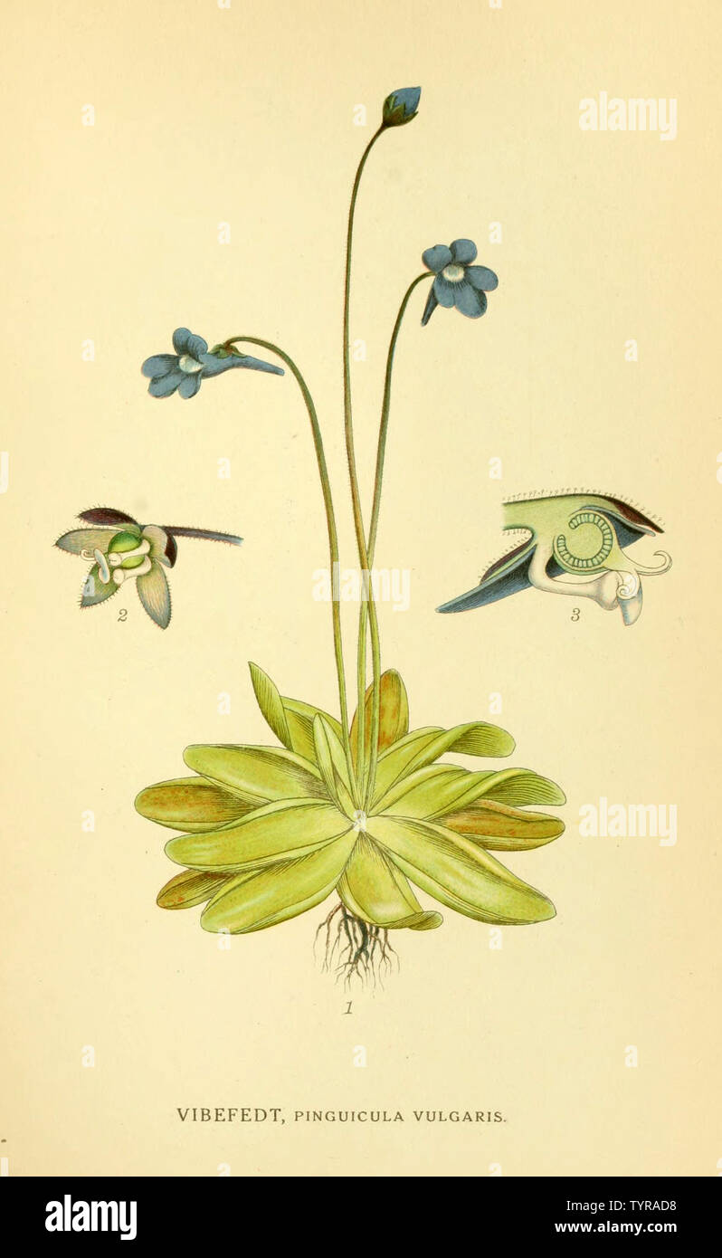 Beautiful vintage hand drawn illustrations of plants and flowers from ...