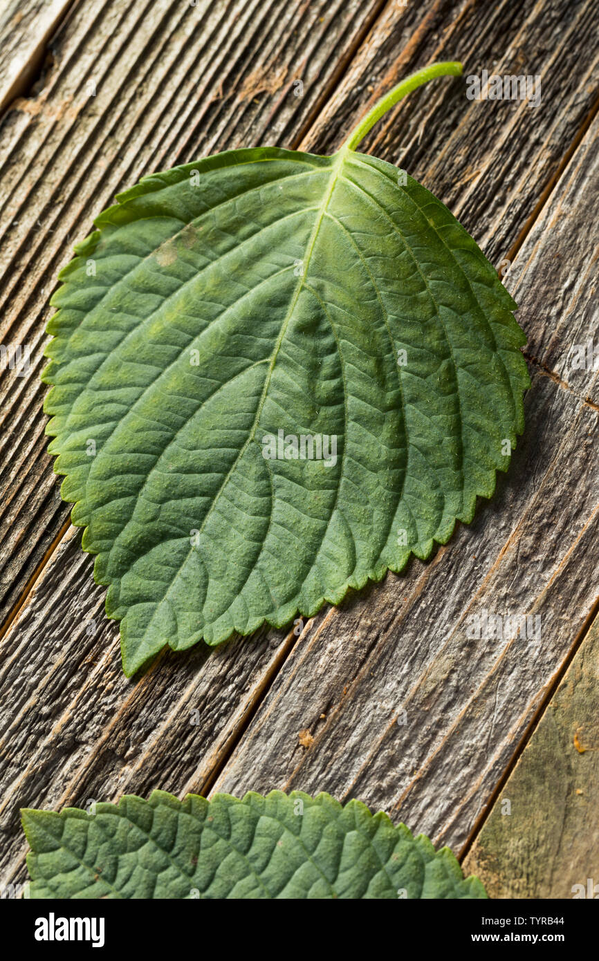 Perillae folium hi-res stock photography and images - Alamy