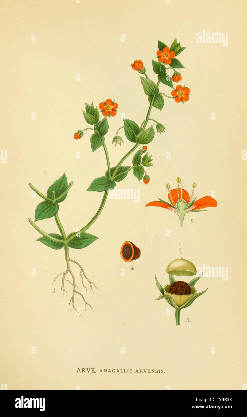 Beautiful vintage hand drawn illustrations of plants and flowers from ...