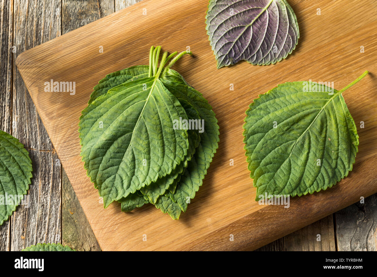 Perilla frutescens hi-res stock photography and images - Alamy