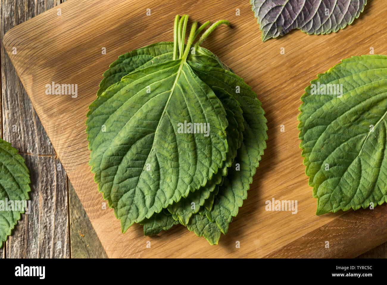 Raw Green Organic Perilla Sesame Leaves Ready to Cook Stock Photo - Alamy