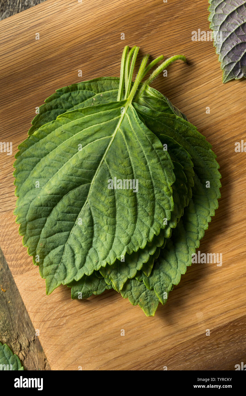 Raw Green Organic Perilla Sesame Leaves Ready to Cook Stock Photo - Alamy