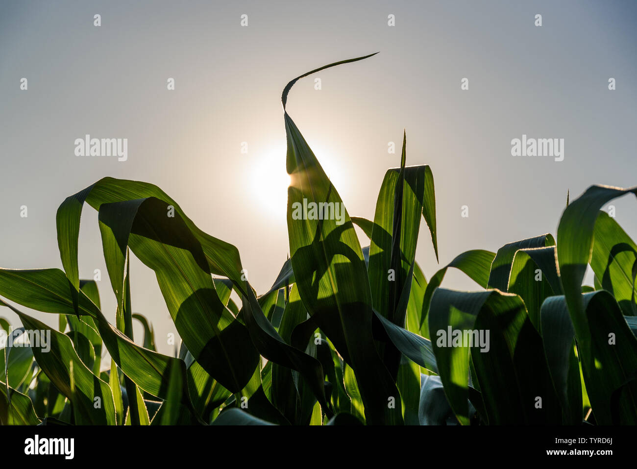 Field of corn in the sun agricultural sun flare closeup Stock Photo - Alamy