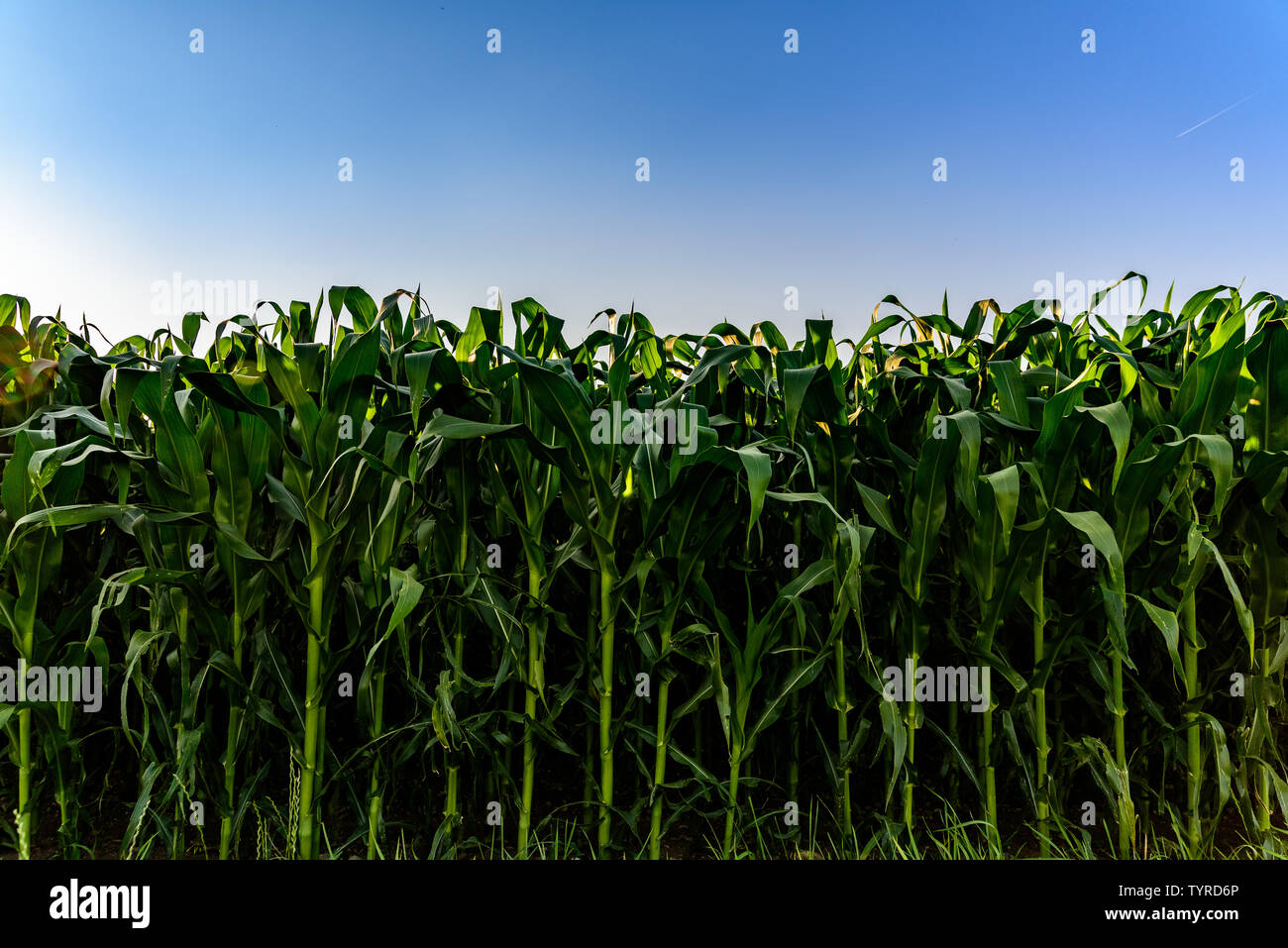 Corn in the sun hi-res stock photography and images - Alamy