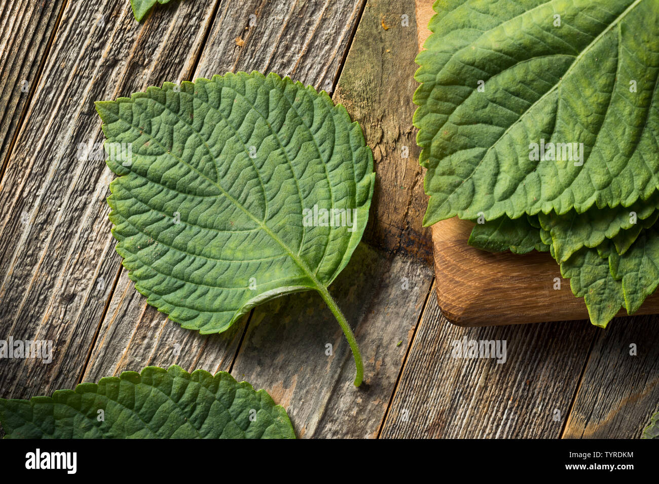 Raw Green Organic Perilla Sesame Leaves Ready to Cook Stock Photo - Alamy