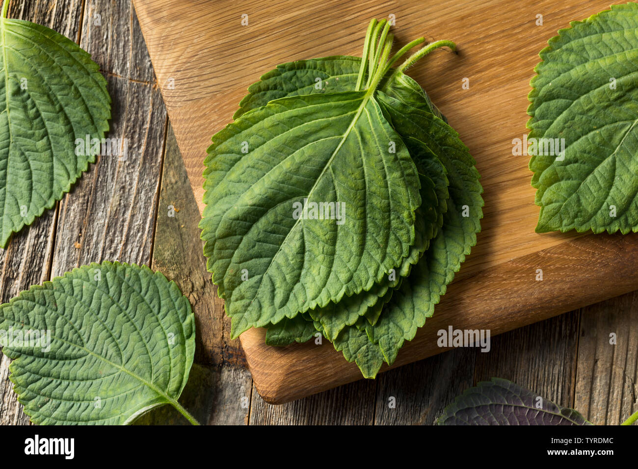 Raw Green Organic Perilla Sesame Leaves Ready to Cook Stock Photo - Alamy