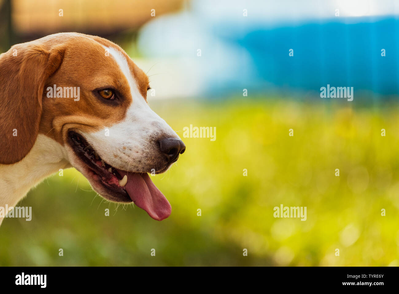 Beagle dog in a garden with tongue out and floppy ears. Head closeup on ...