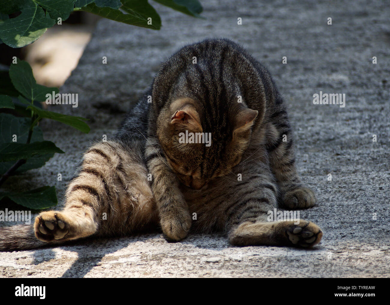 Cleaning cat eyes hi-res stock photography and images - Alamy