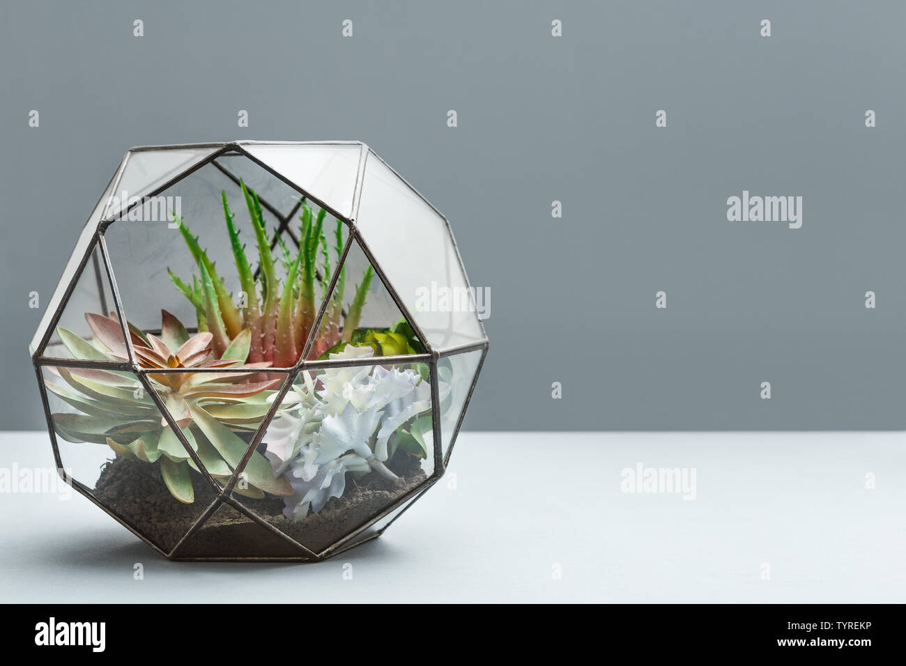 Mini garden in glass florarium, copy space Stock Photo - Alamy