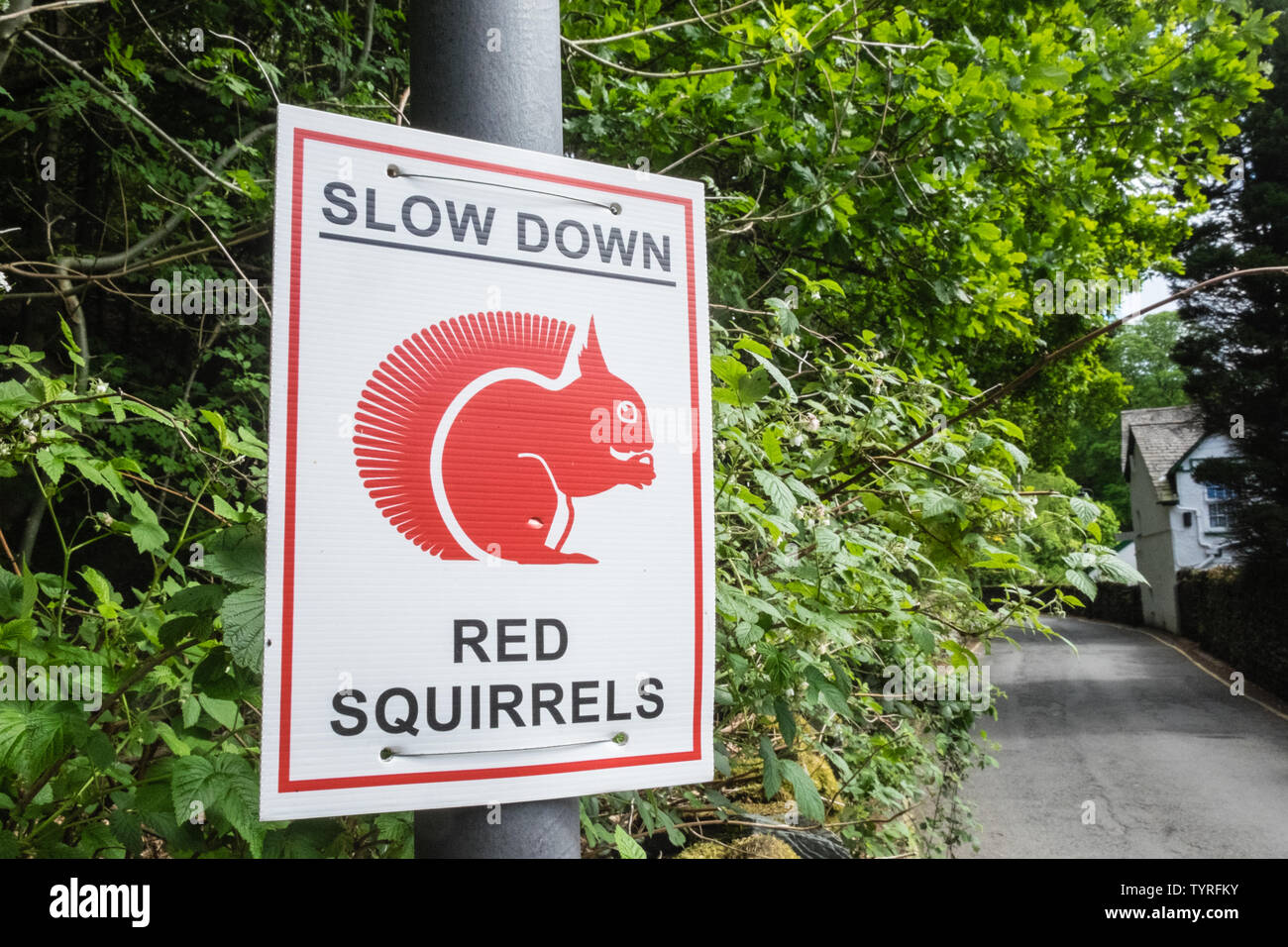 Slow down for Red Squirrels roadsign near Grasmere,village,The Lake ...