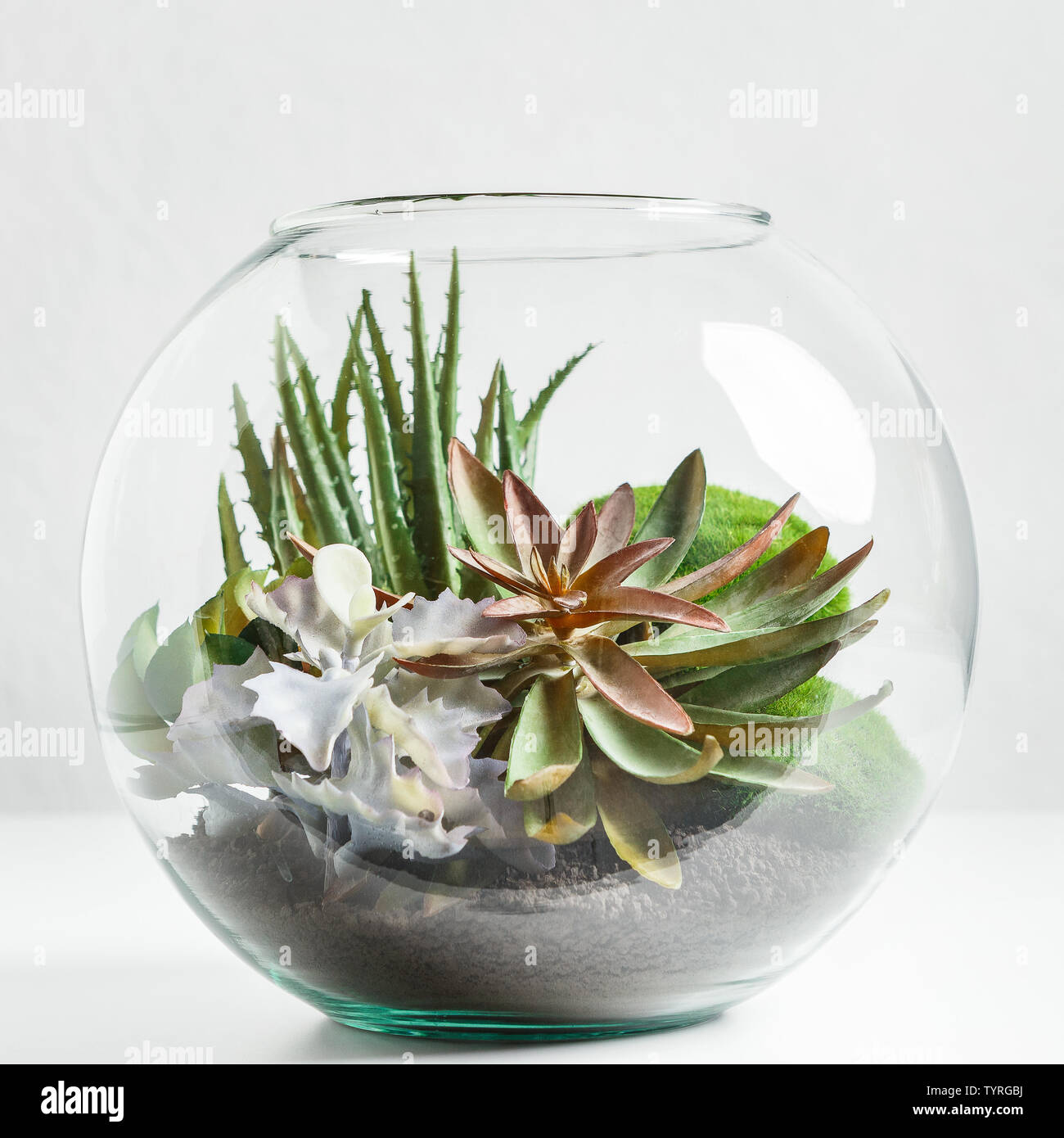 Indoor plants in florarium. Mini home garden concept Stock Photo - Alamy