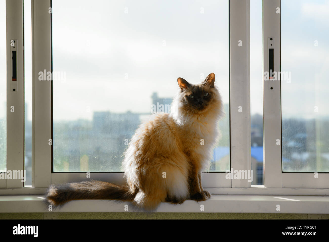 cat is sitting on the windowsill Stock Photo - Alamy