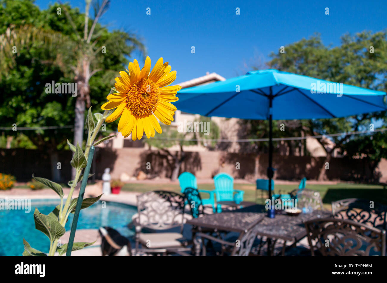 Summer backyard scene in Arizona with big sunflower, pool, patio, and ...